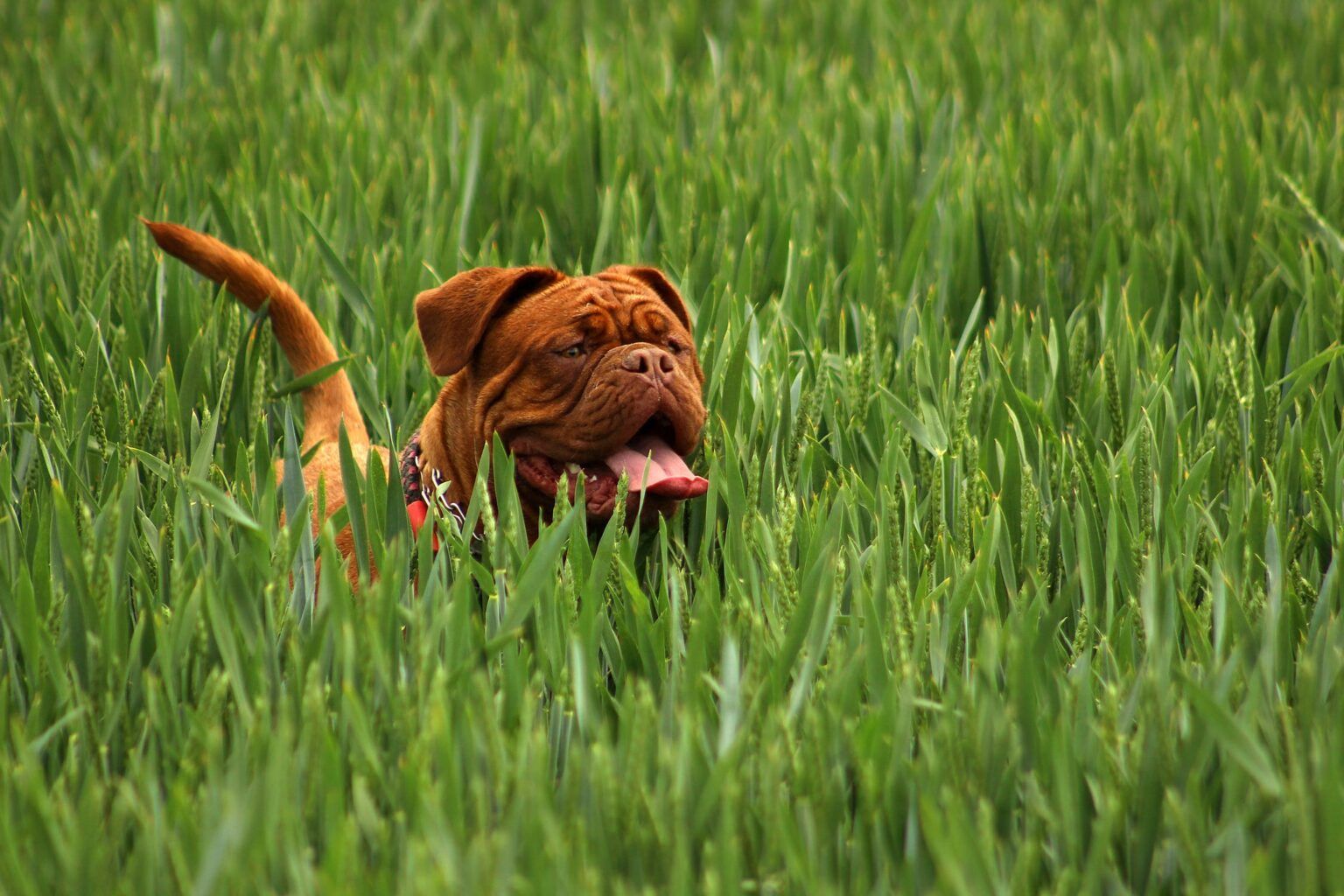 Top 10 working dog breeds in the uk - Mutts Butts